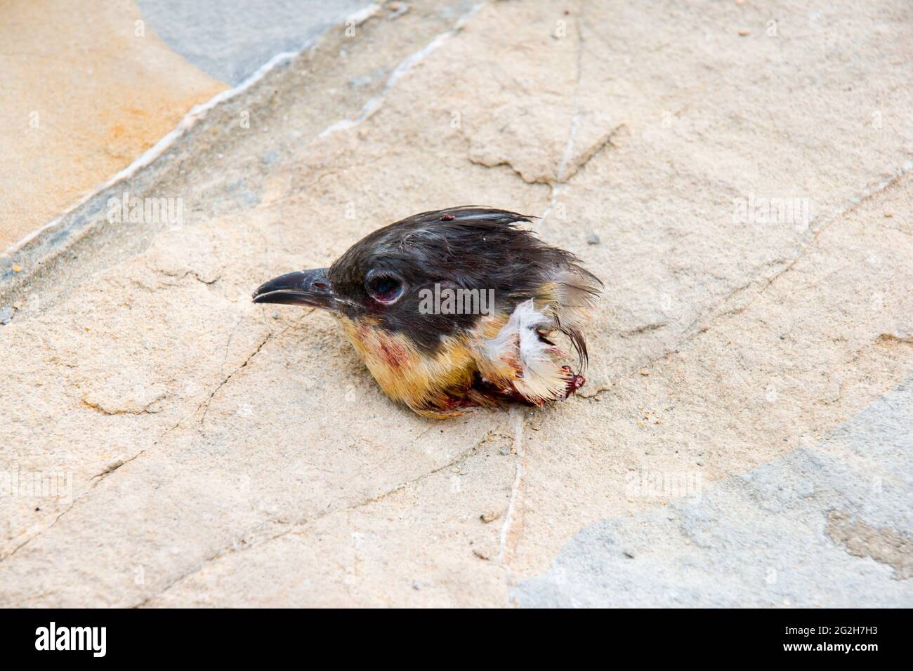 Black bird dead hi-res stock photography and images - Alamy