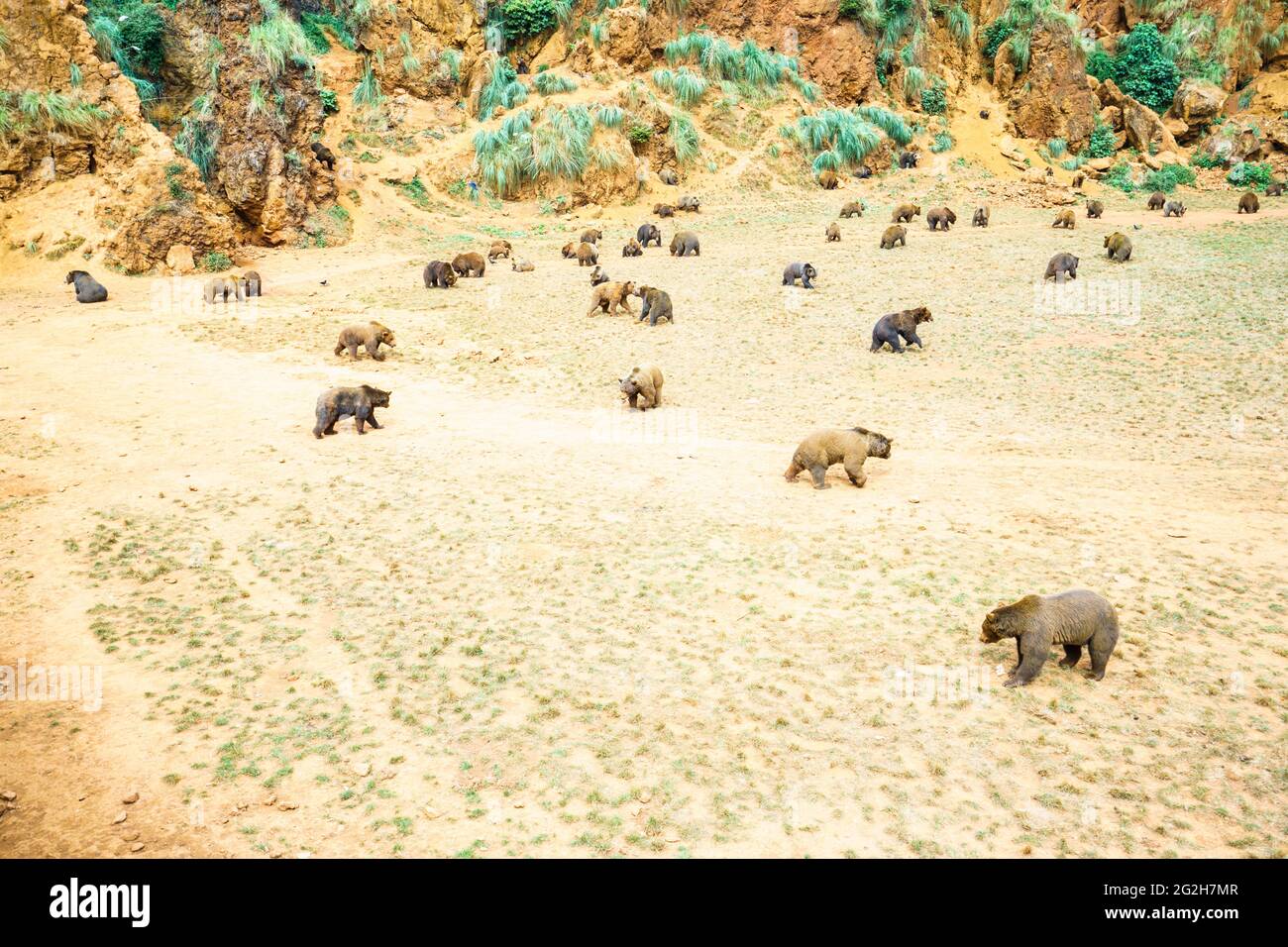 Land of bears hi-res stock photography and images - Alamy