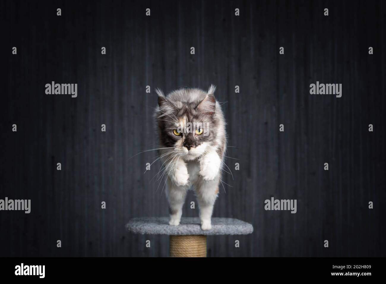 white tortie maine coon cat jumping off scratching post with copy space ...