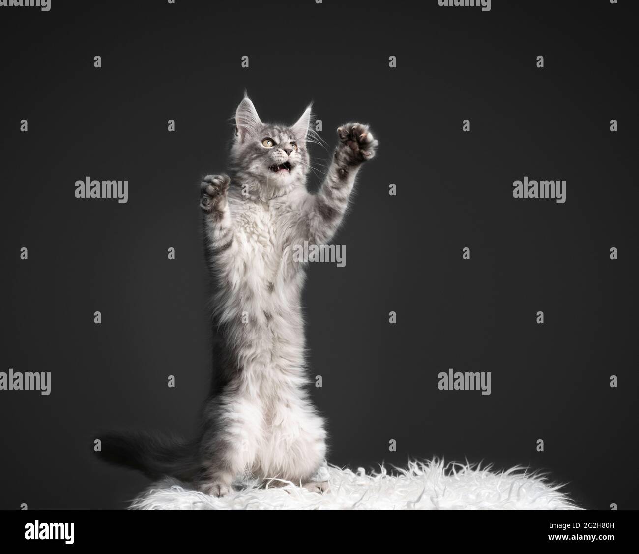 silver tabby maine coon kitten playing rearing up standing on hind legs ...