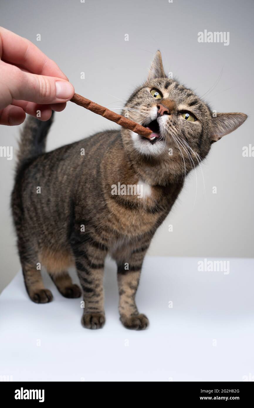 Silly tabby cat hi-res stock photography and images - Alamy
