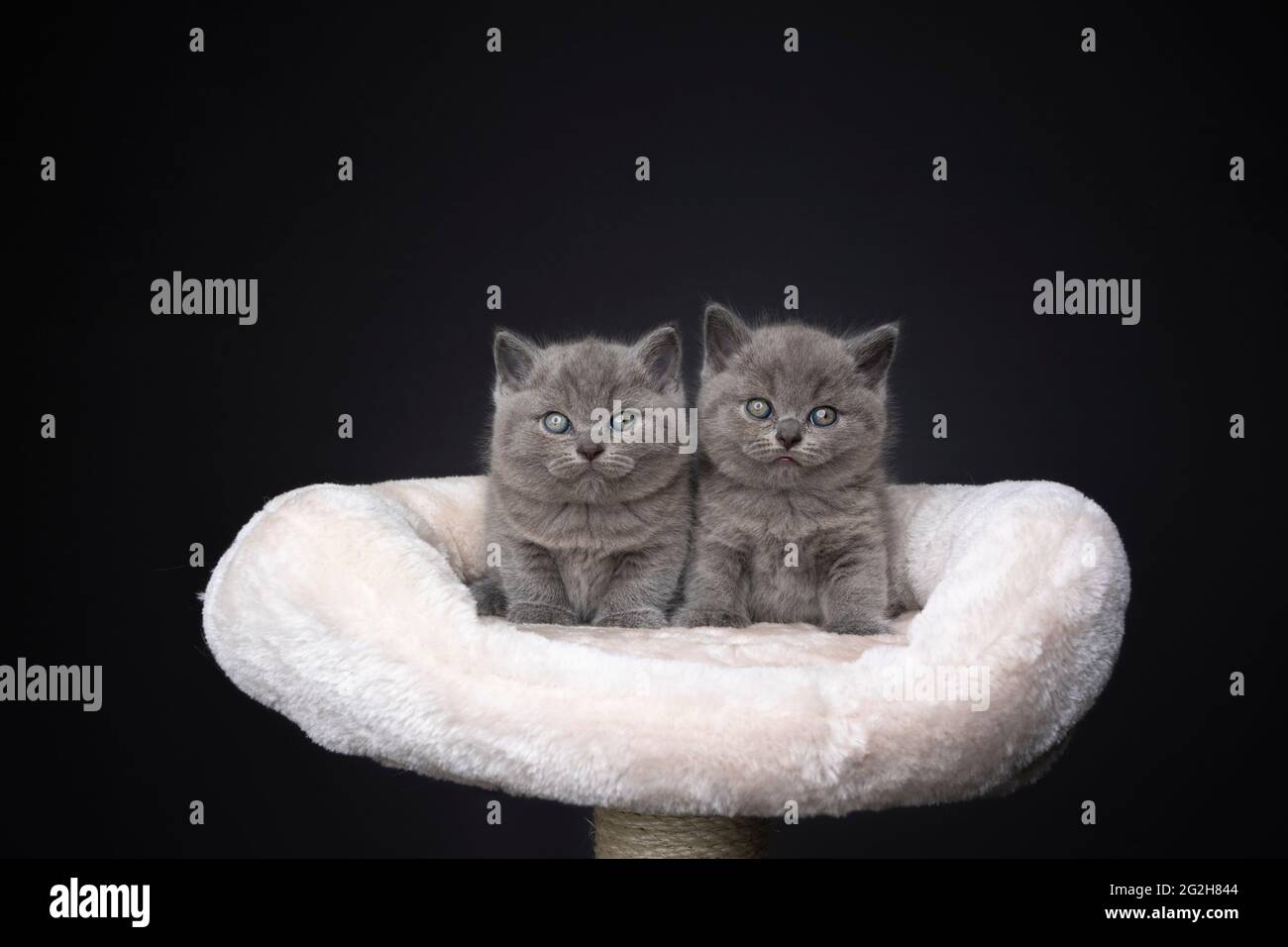 studio portrait of two blue british shorthair kittens sitting on ...