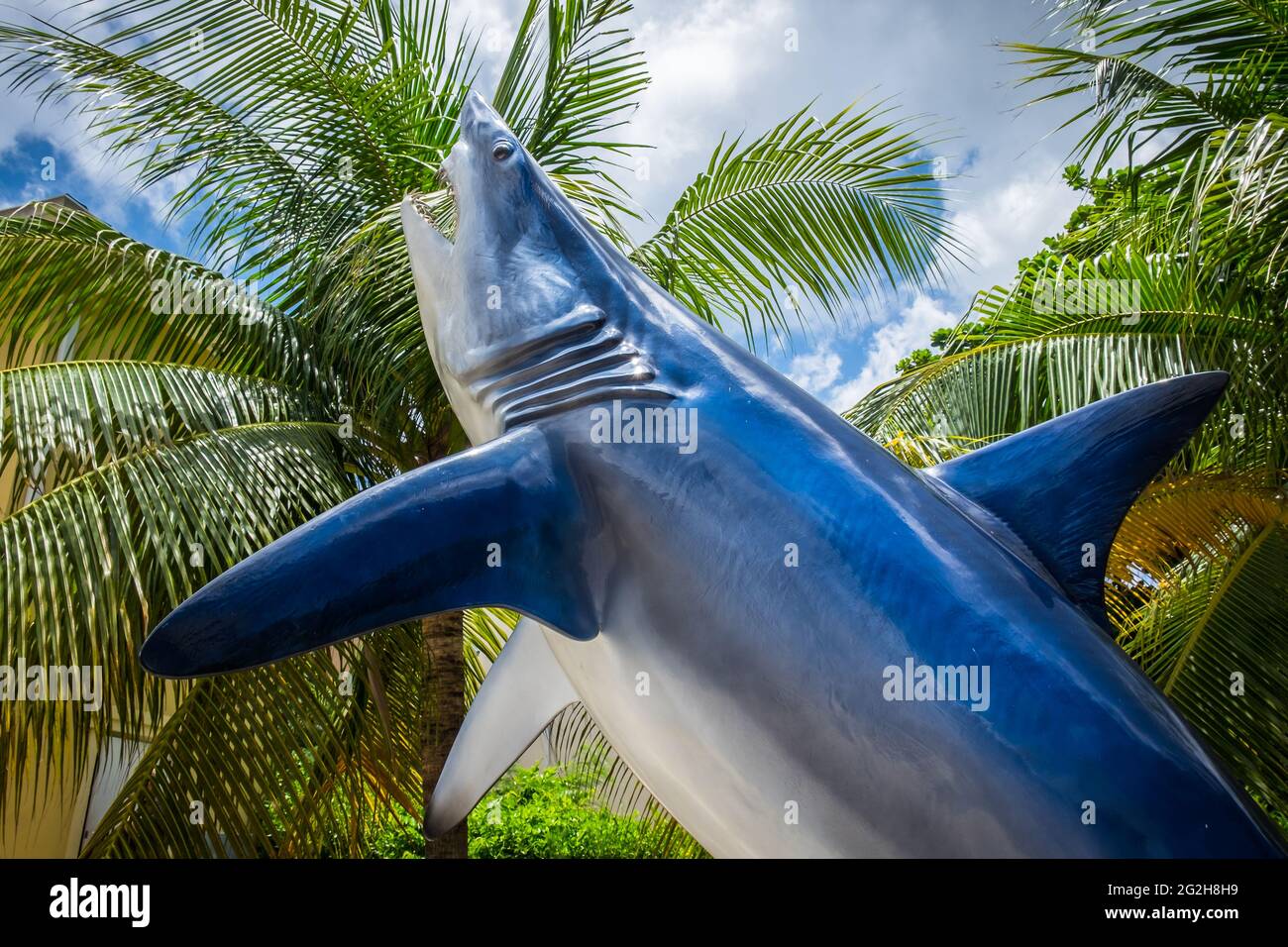 Guy Harvey Shark