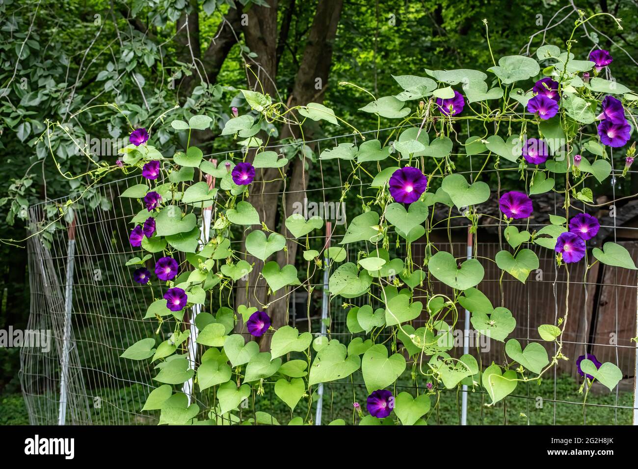 Morning glory plant trellis hi-res stock photography and images - Alamy