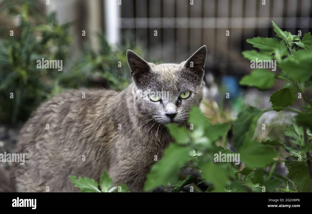 Gray stray cat, domestic animals and pets, mammals, burmese Stock Photo ...