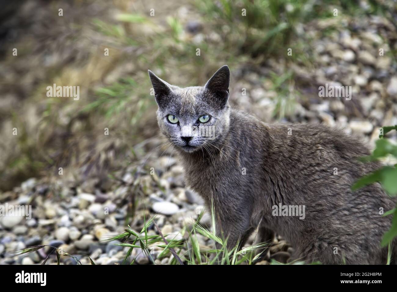 Gray stray cat, domestic animals and pets, mammals, burmese Stock Photo ...