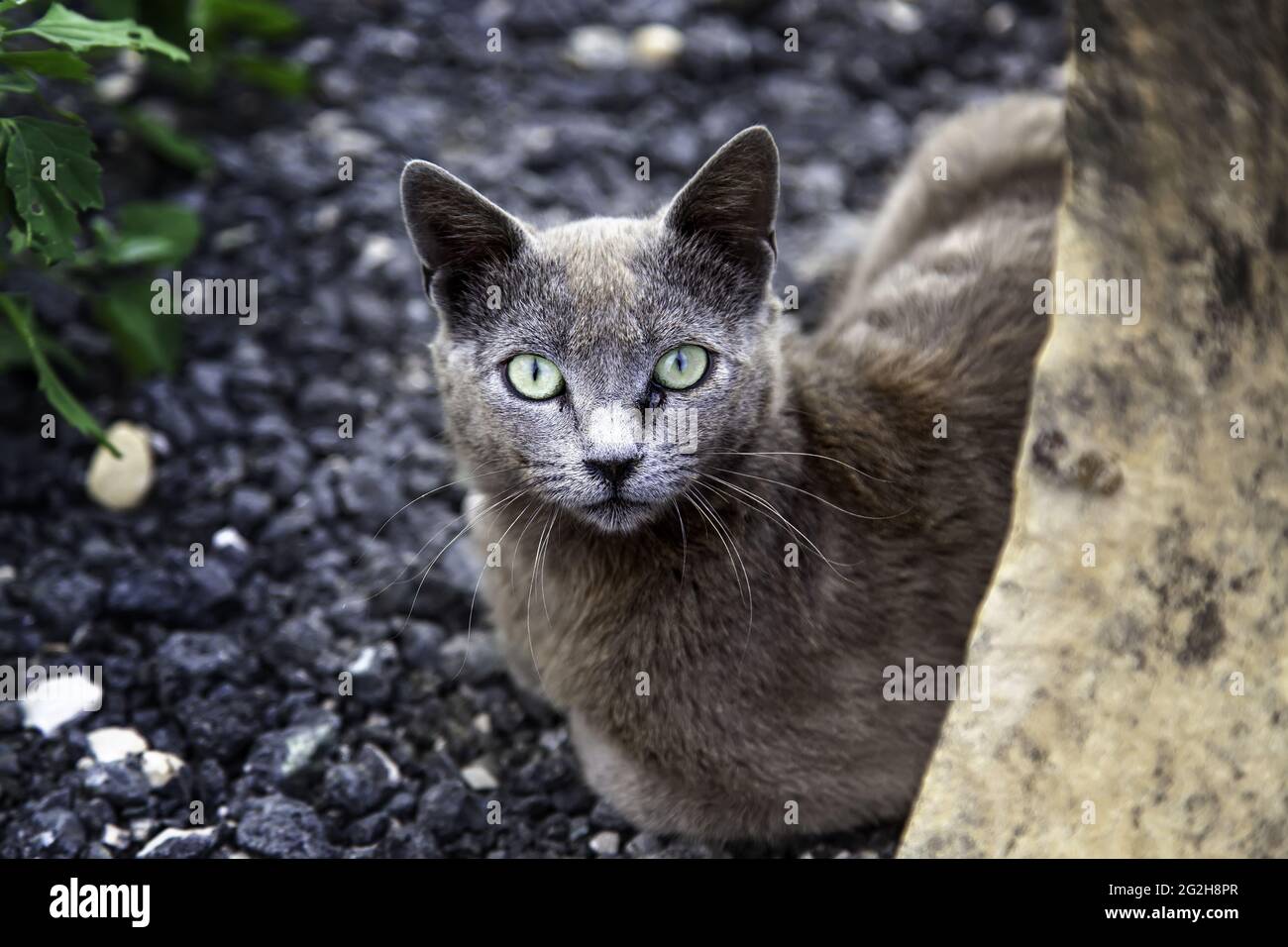 Gray stray cat, domestic animals and pets, mammals, burmese Stock Photo ...