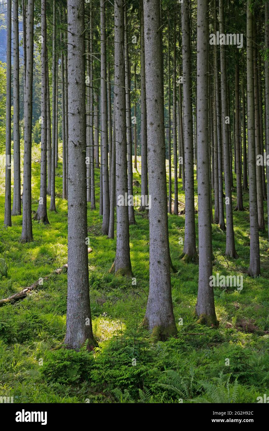 Healthy tree trunks hi-res stock photography and images - Alamy