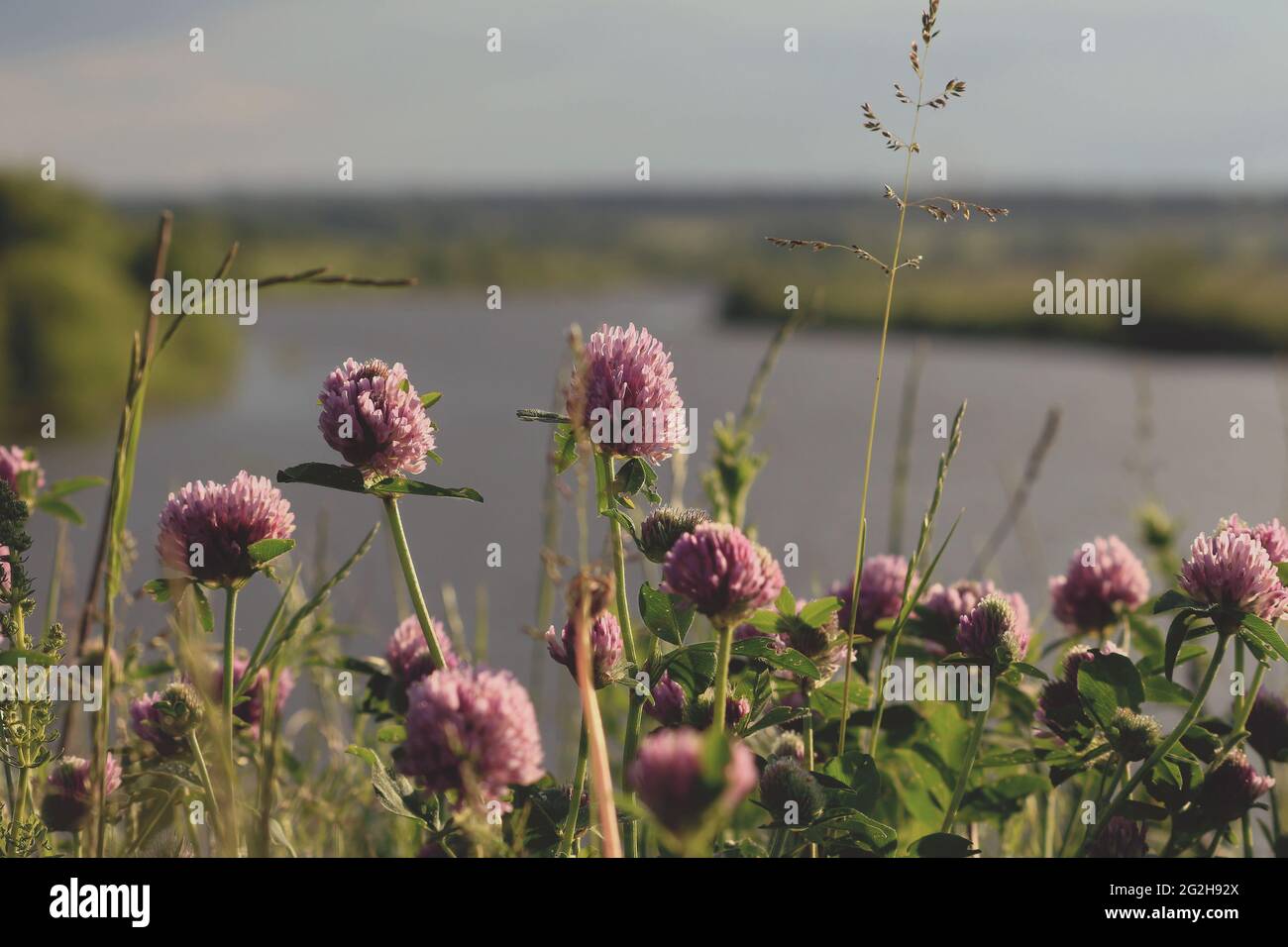 Pink clover flowers on the river bank in sunshine through the cloudy ...