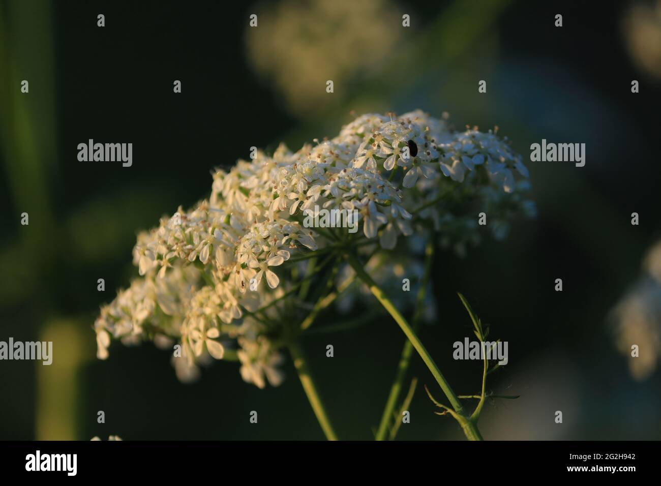 Anthriscus sylvestris, Cow Parsley, wild chervil. White inflorescences ...