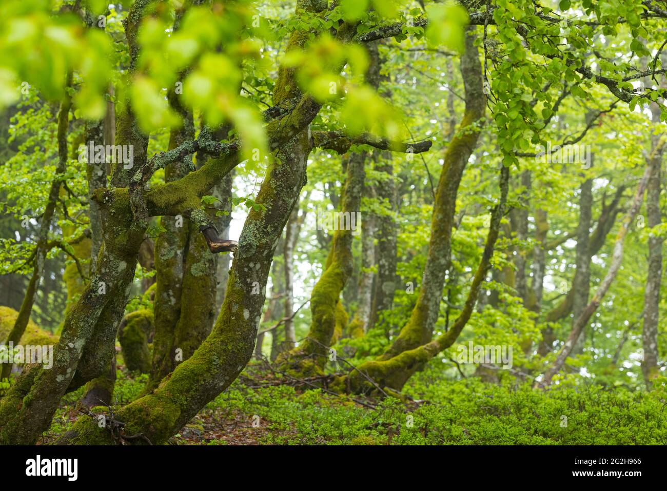 spring-like mood in the cripple beech forest near La Schlucht, mossy ...