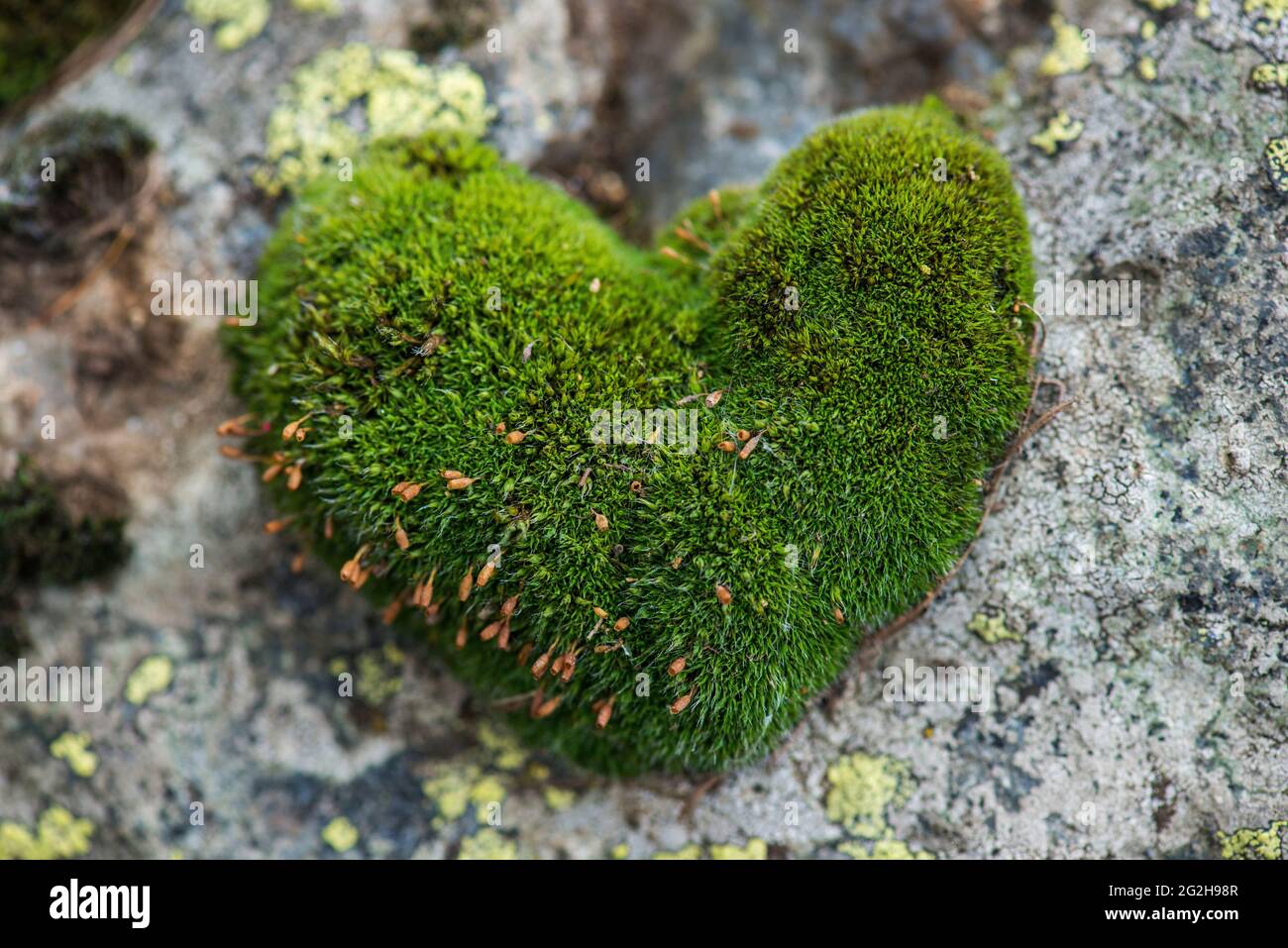 small heart-shaped moss cushion on a rock, Switzerland, Canton of ...