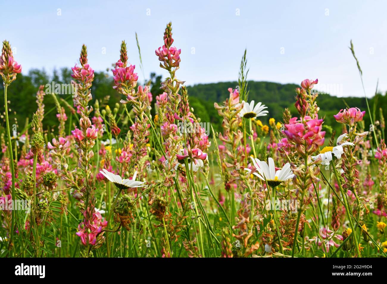 colorful flower meadow with esparettes, lagerites and fine grasses ...
