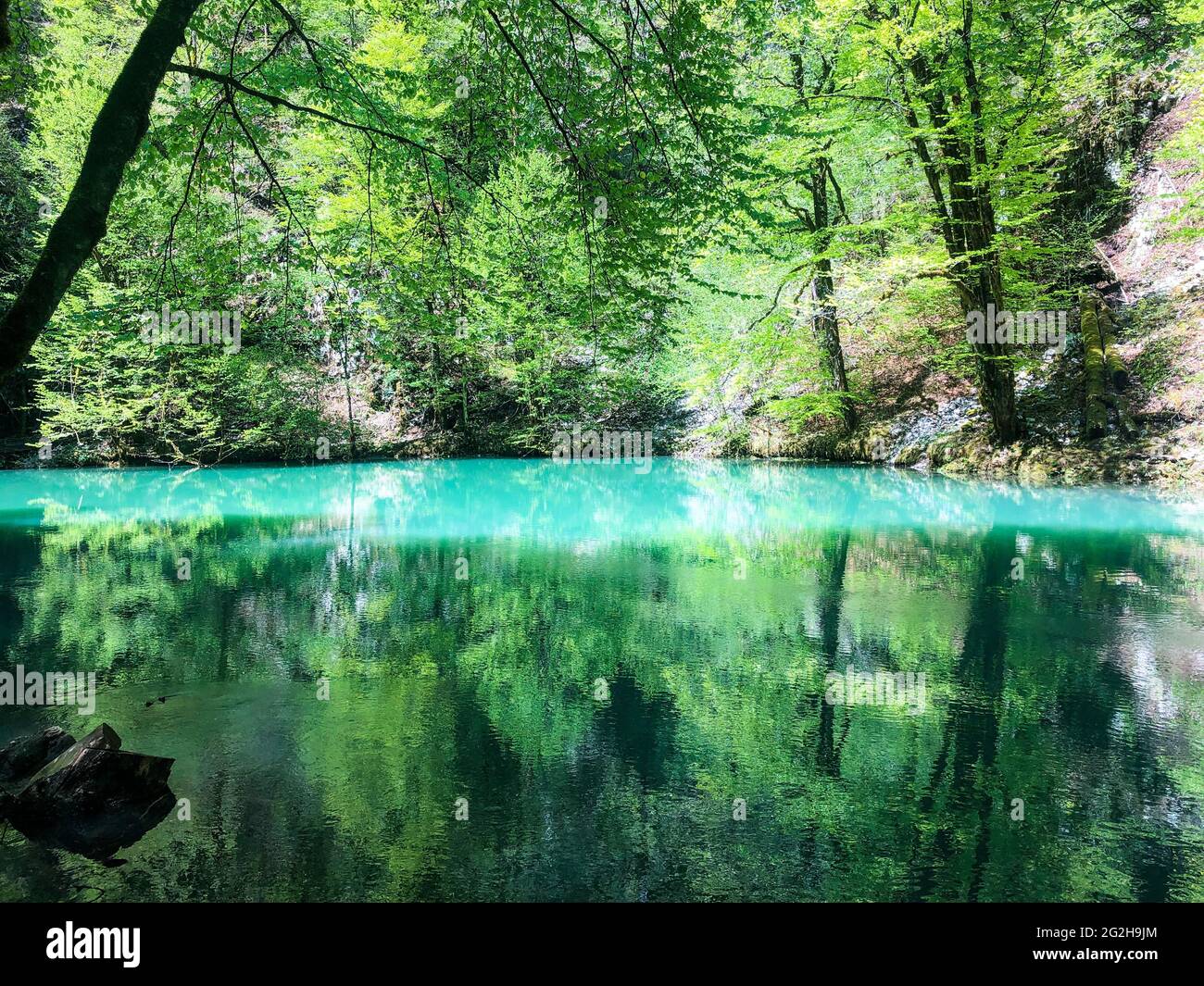 Closeup shot of trees reflecting in a clear river in the forest Stock ...