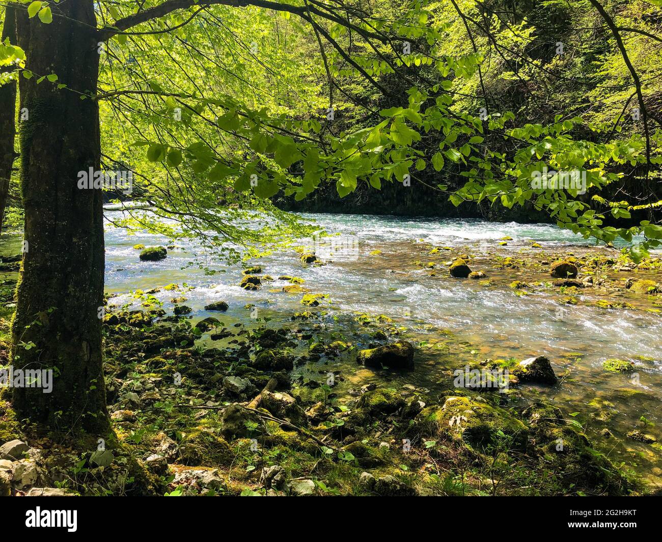 Closeup shot of a flowing river through the forest Stock Photo - Alamy