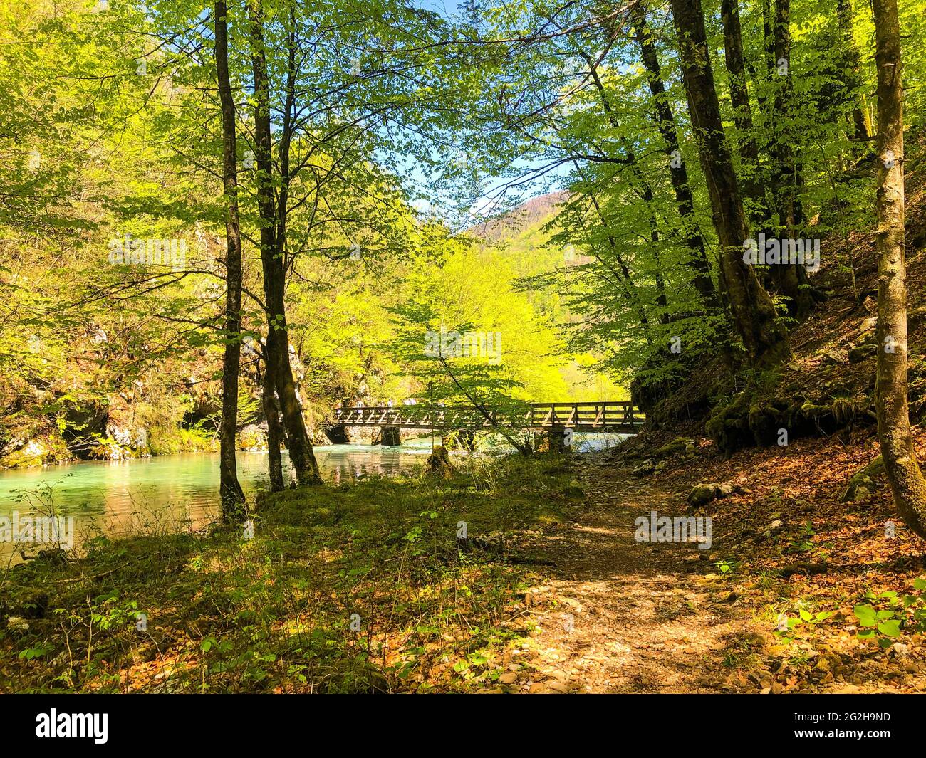 Bridge over the flowing river through the forest Stock Photo - Alamy