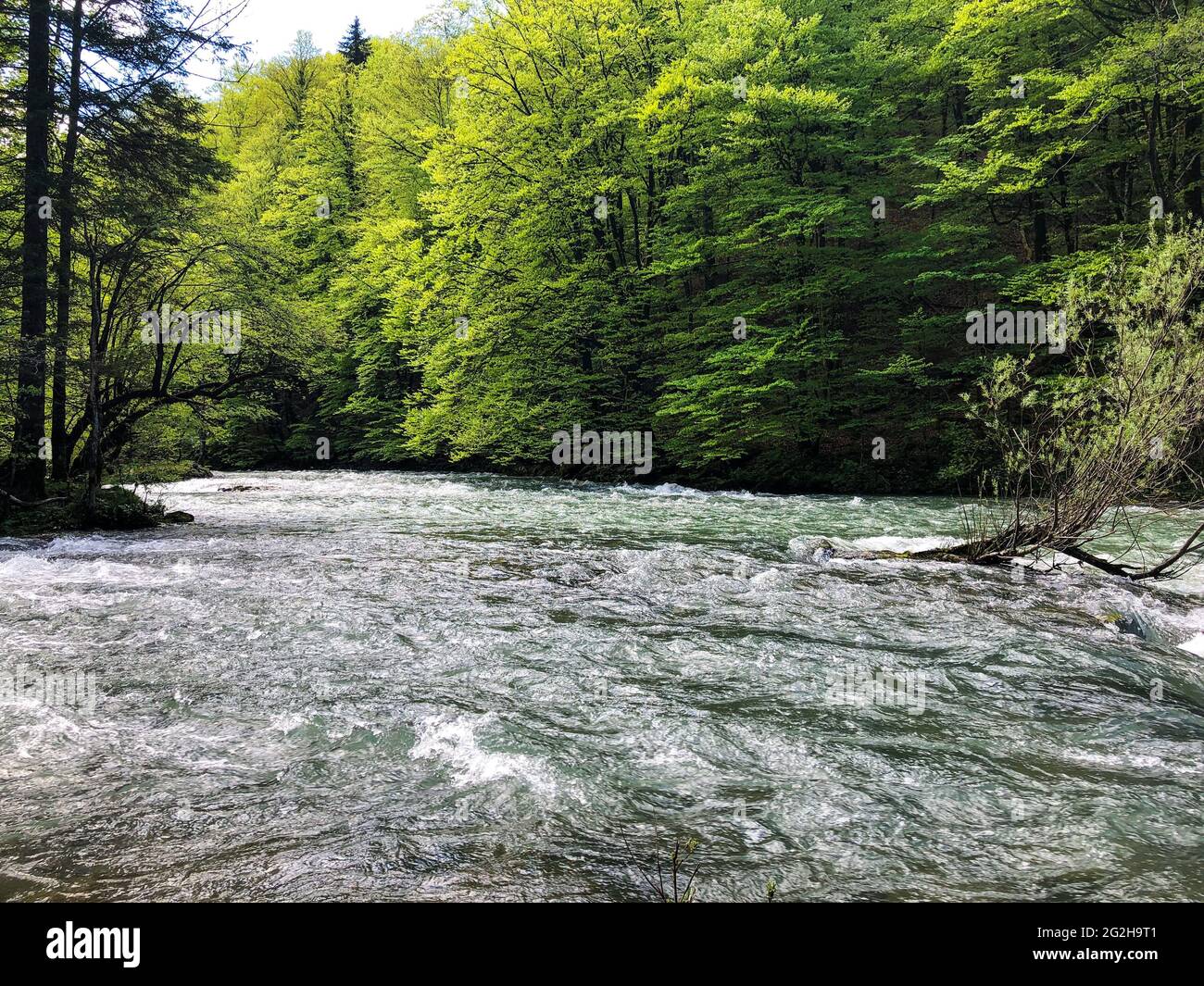 Closeup shot of a flowing river through the forest Stock Photo - Alamy