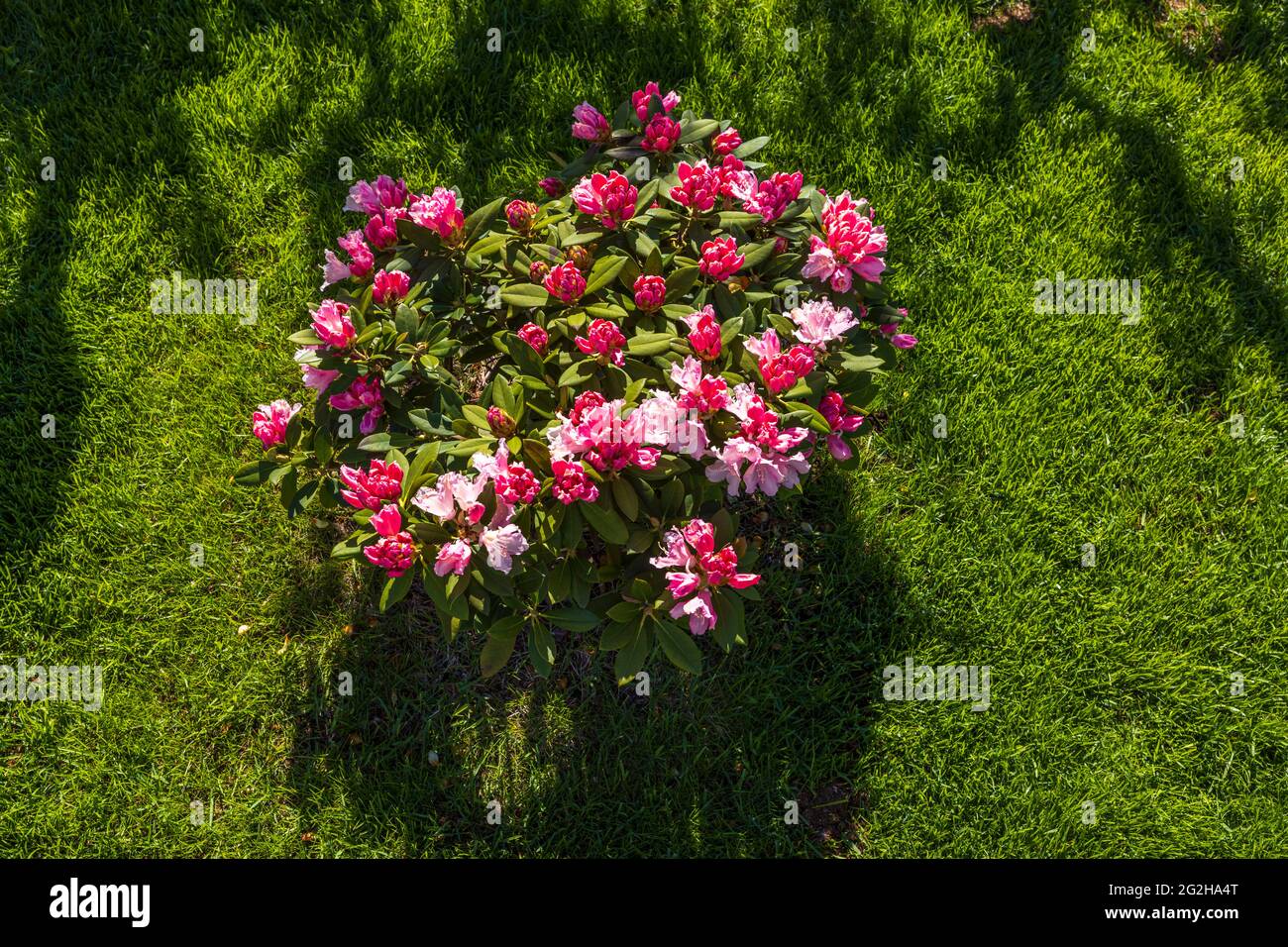 Beautiful view of blooming pink rhododendron flower. Gardening concept ...