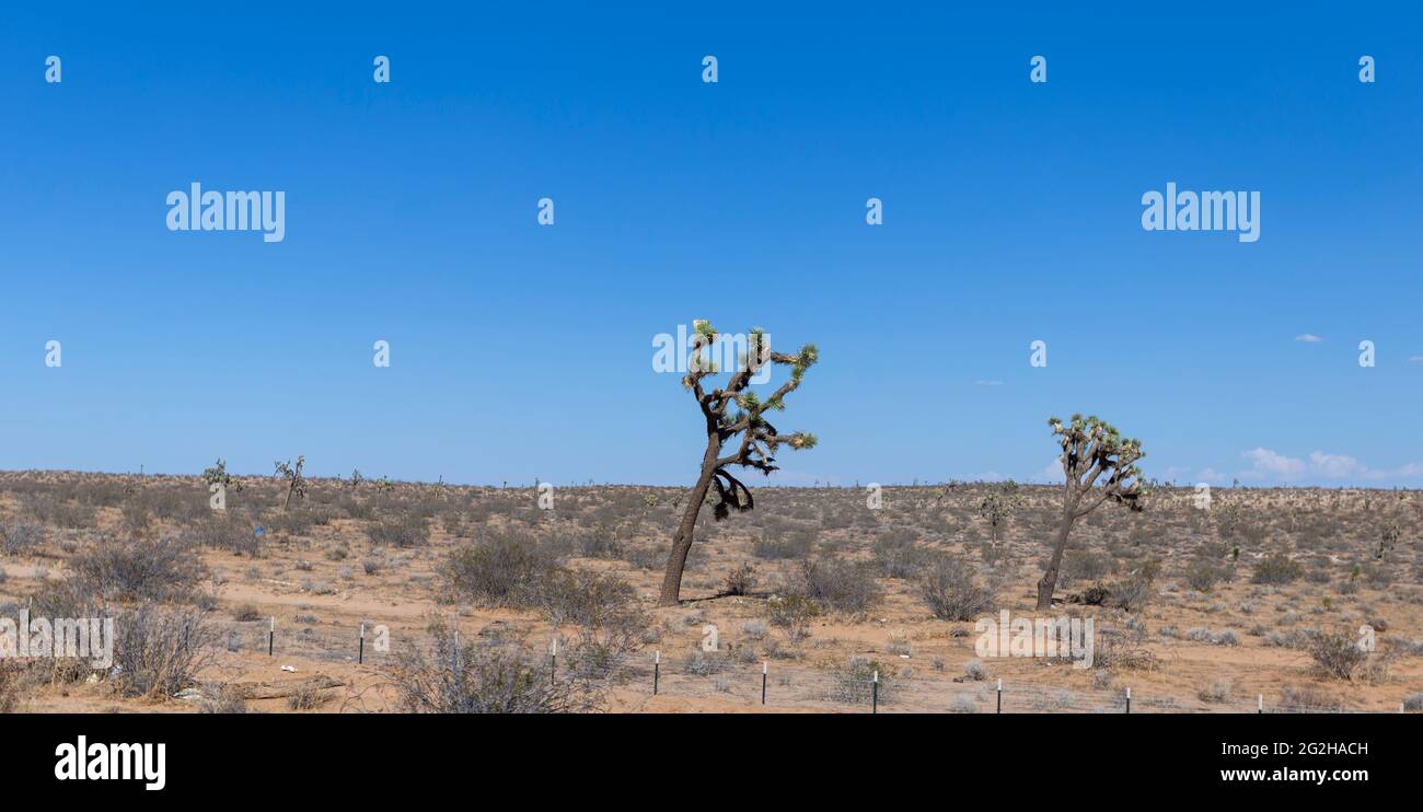 Death valley trees hi-res stock photography and images - Alamy