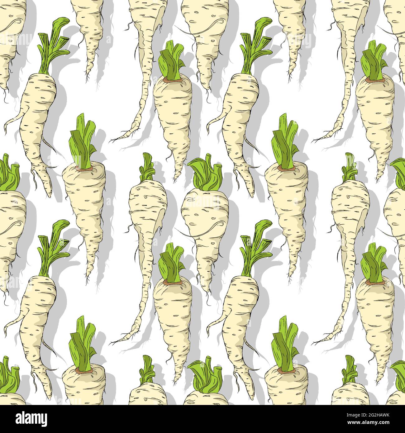 Parsnip plant Stock Vector Images - Alamy