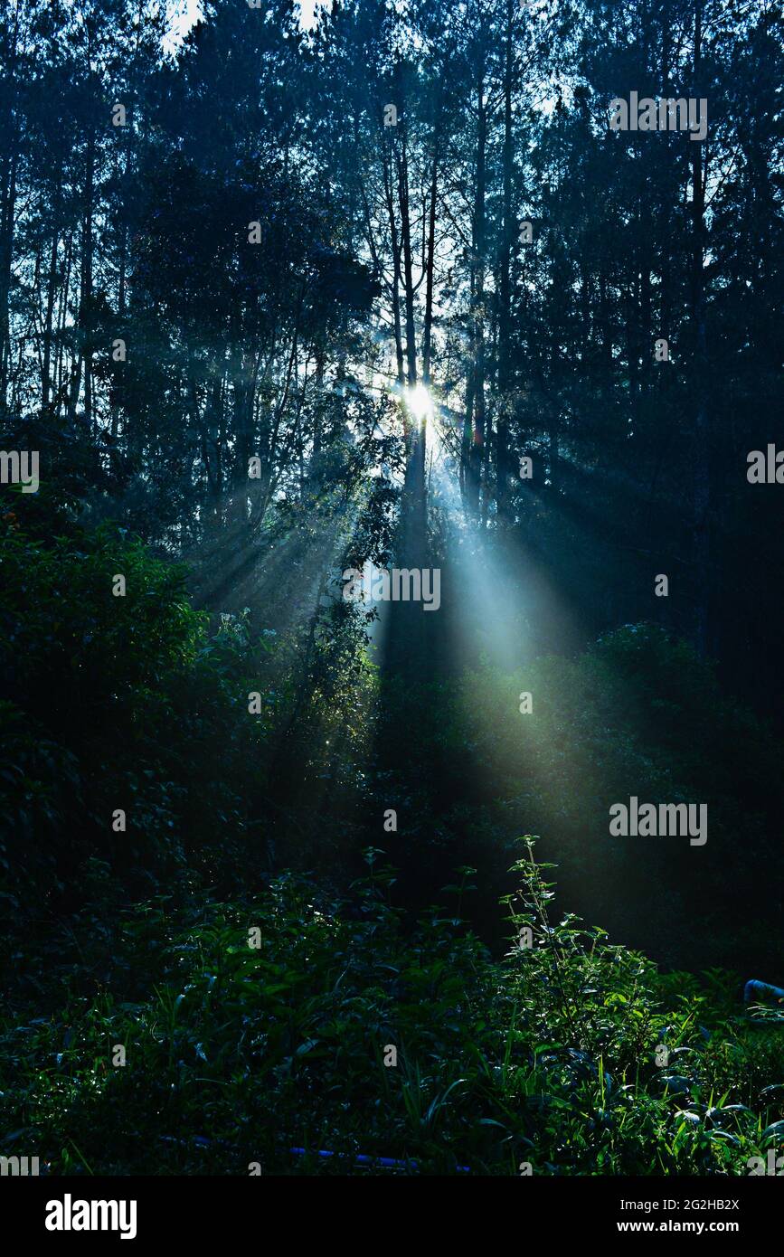 the morning sun breaks through the trees Stock Photo - Alamy