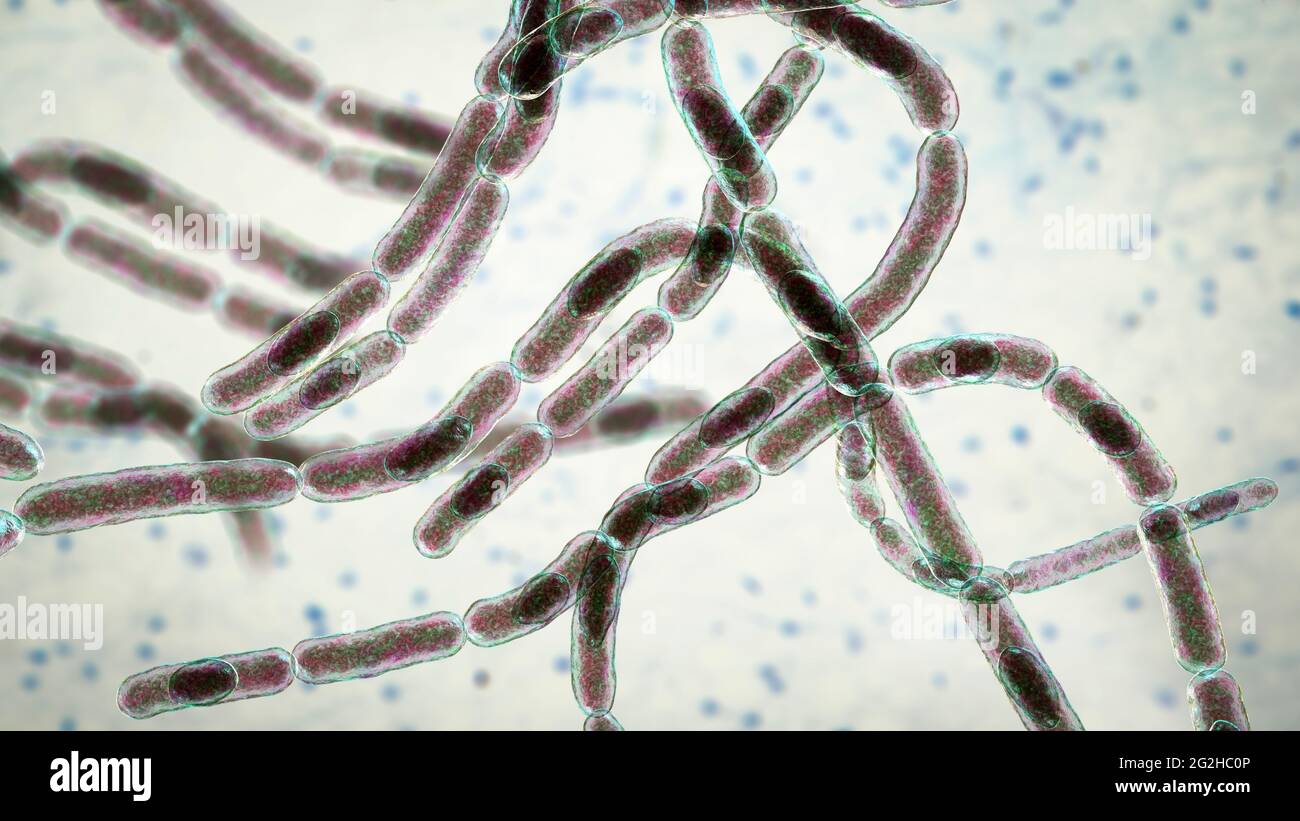 Anthrax bacteria, illustration Stock Photo - Alamy