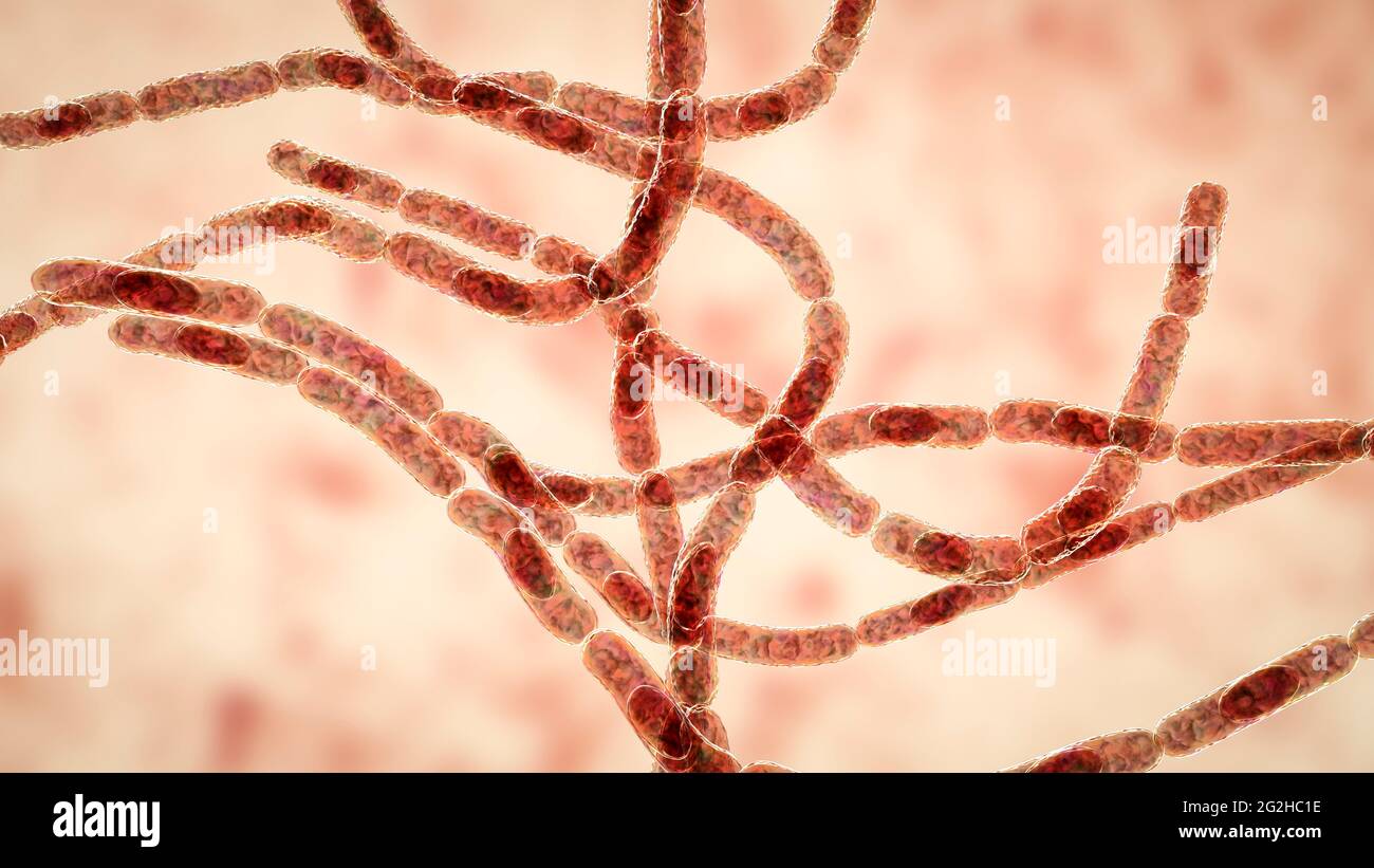 Anthrax bacterium spore hi-res stock photography and images - Alamy