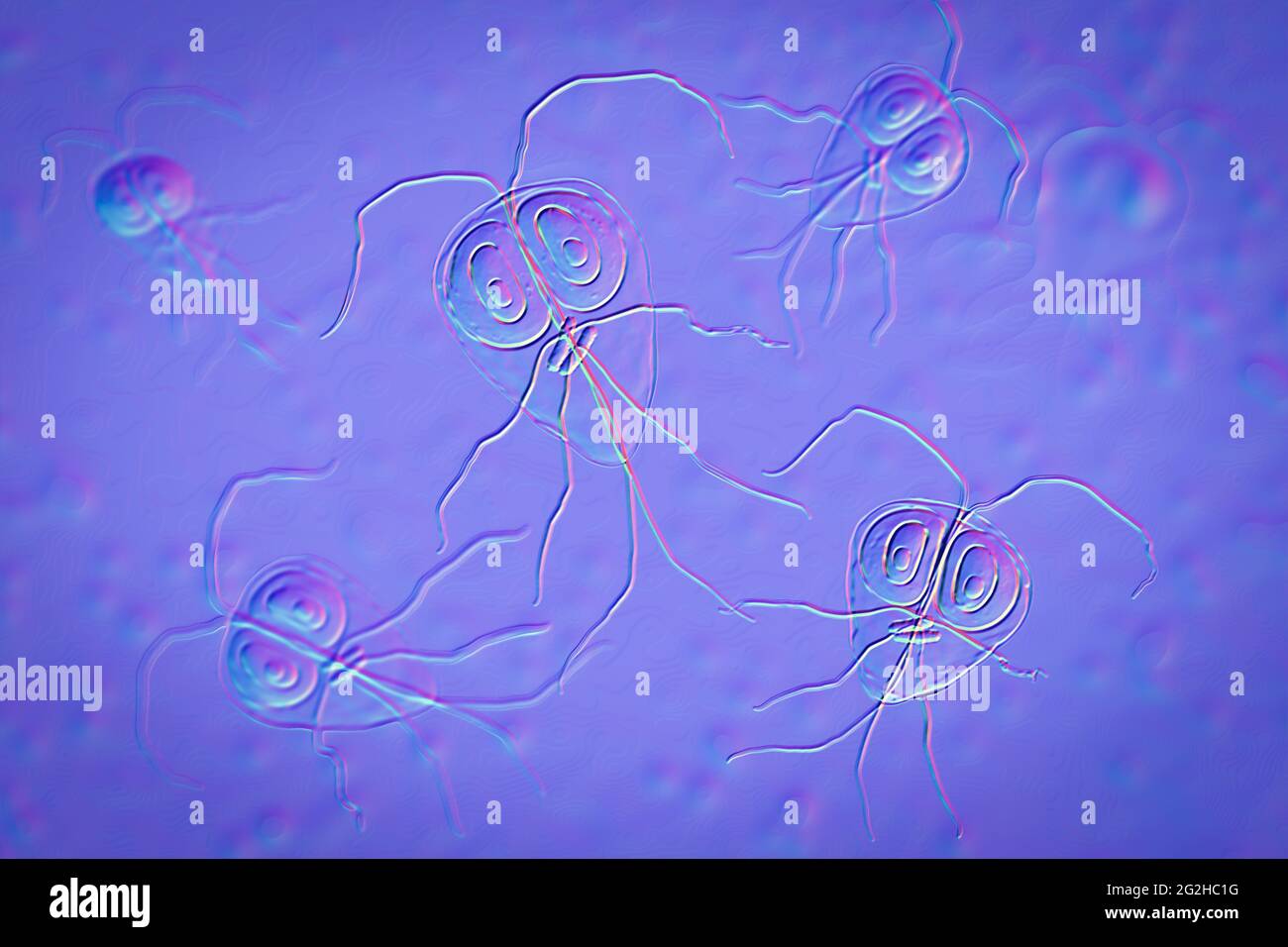 Giardia lamblia parasite, illustration Stock Photo - Alamy