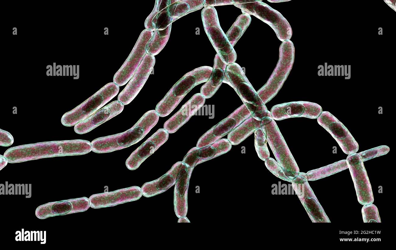 Bacillus anthracis spores hi-res stock photography and images - Alamy