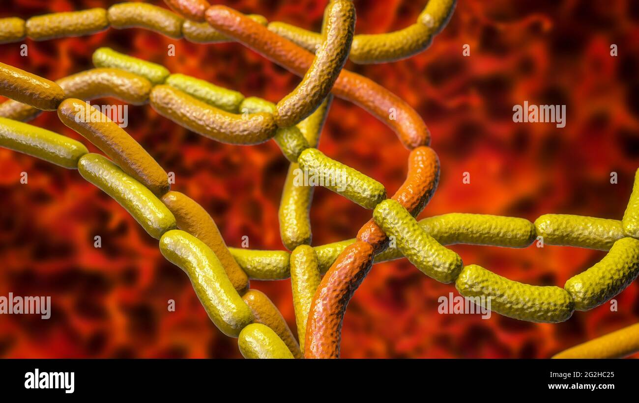 Anthrax bacteria, illustration Stock Photo - Alamy