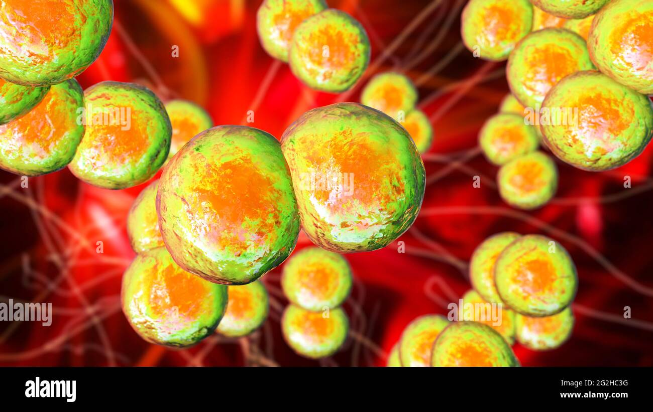 Moraxella catarrhalis bacteria, illustration Stock Photo - Alamy
