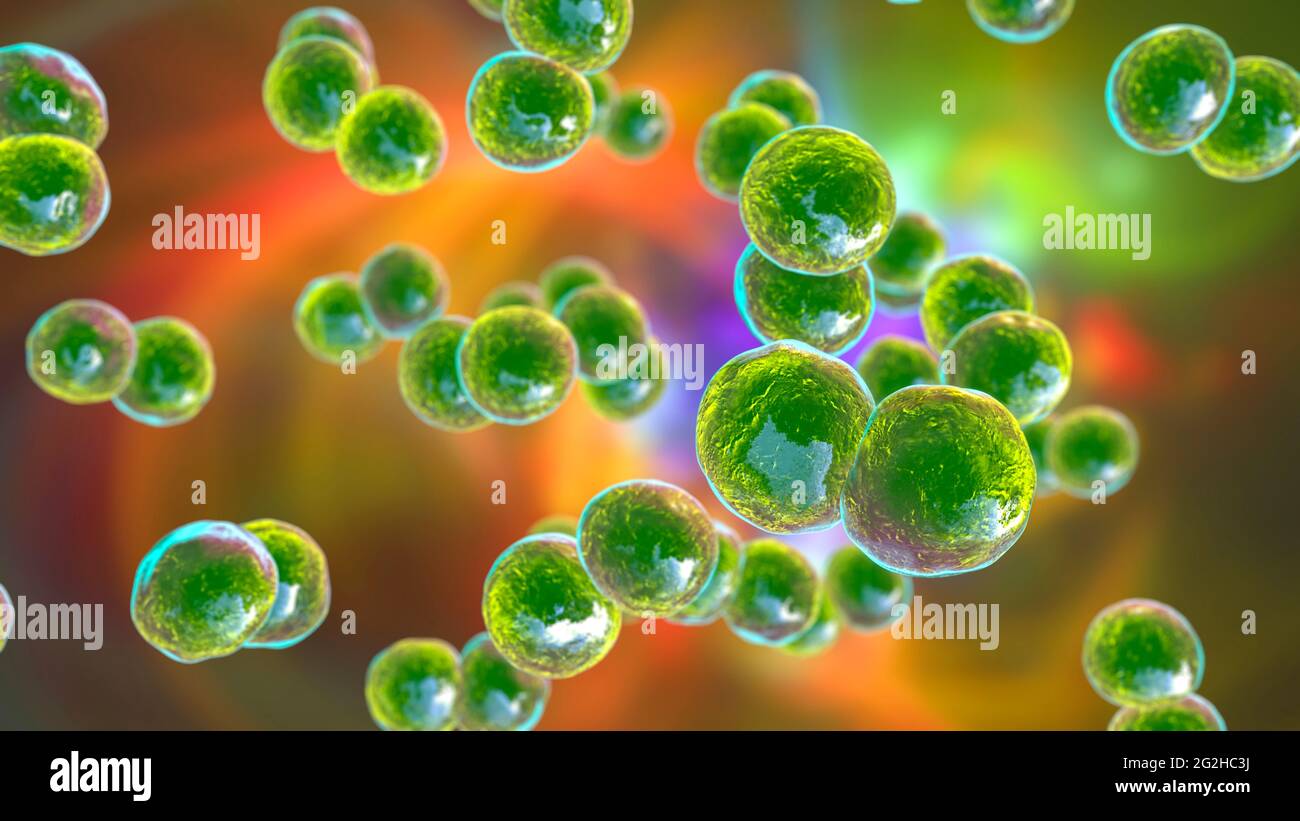 Moraxella catarrhalis bacteria, illustration Stock Photo - Alamy