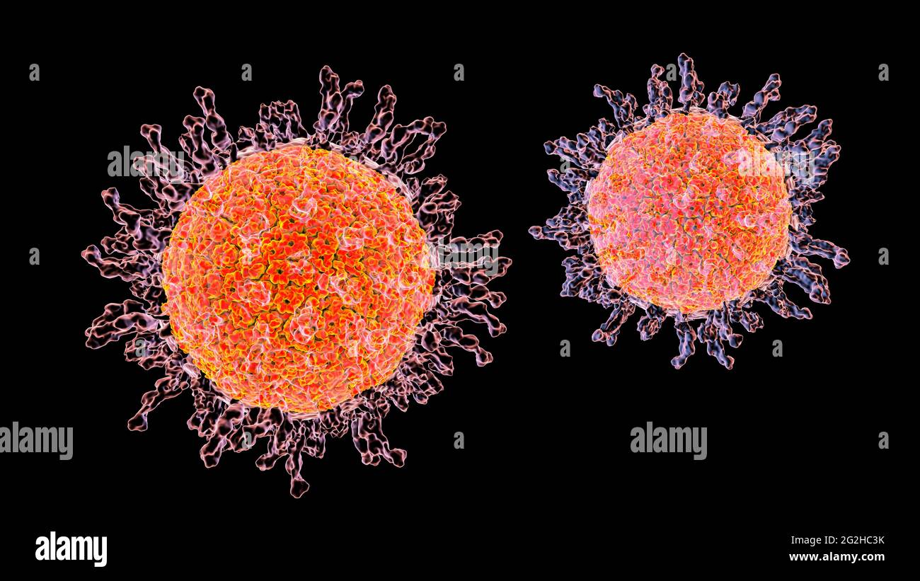 Simplex type virus illustration hi-res stock photography and images - Alamy