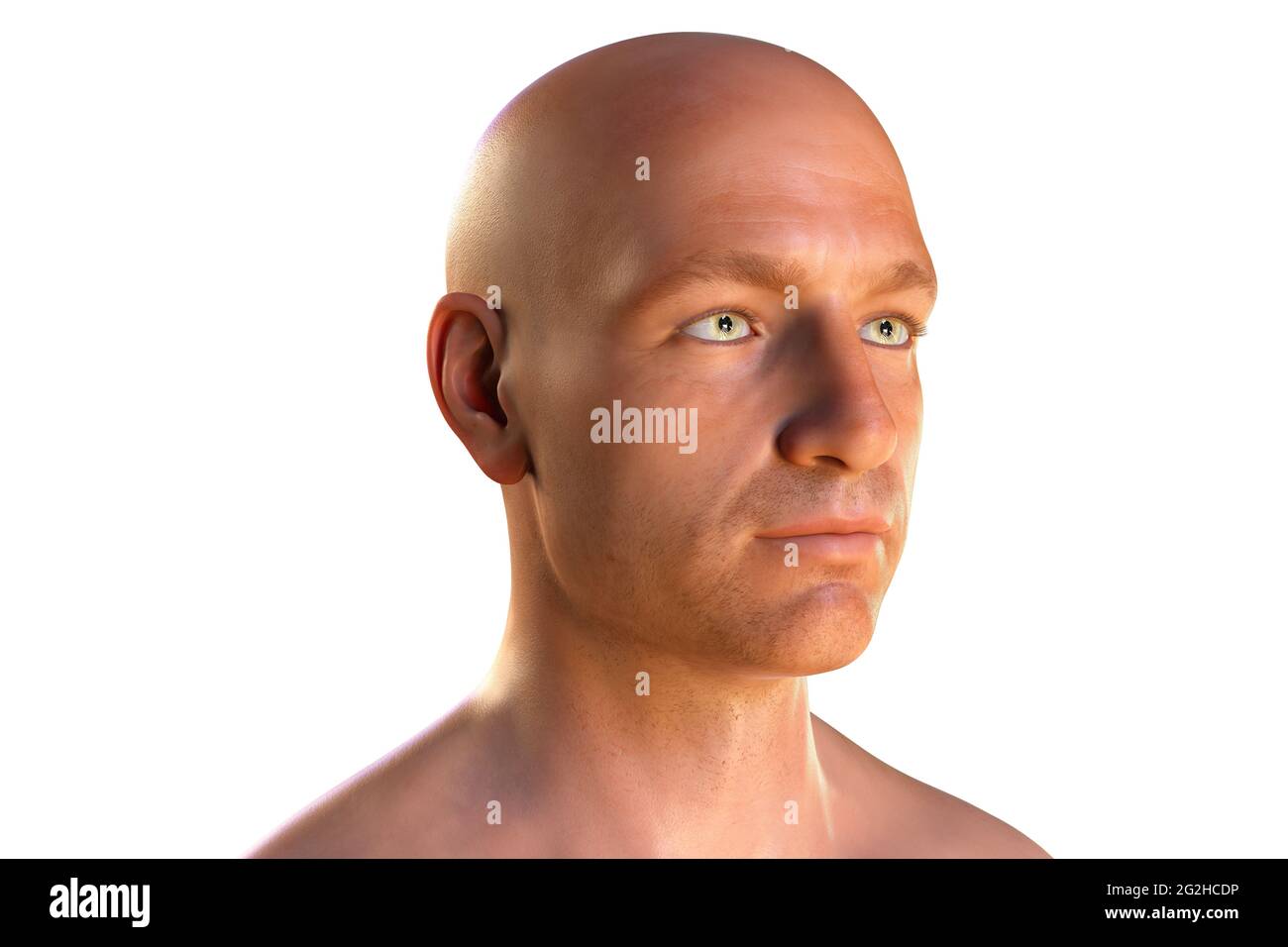 Middle aged man without hair, illustration Stock Photo - Alamy