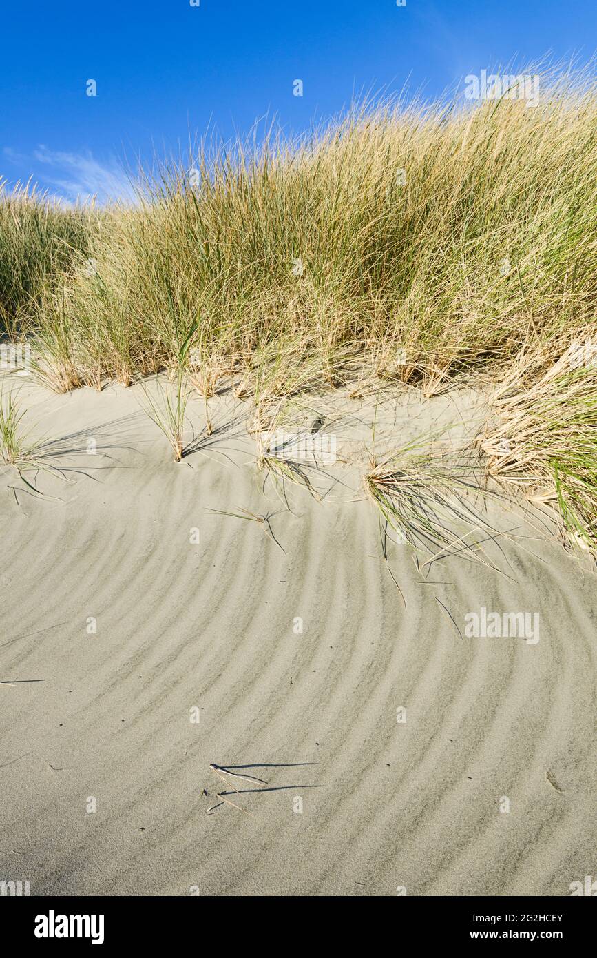 The sand on an Oregon coast beach has been blown by winds off the ...