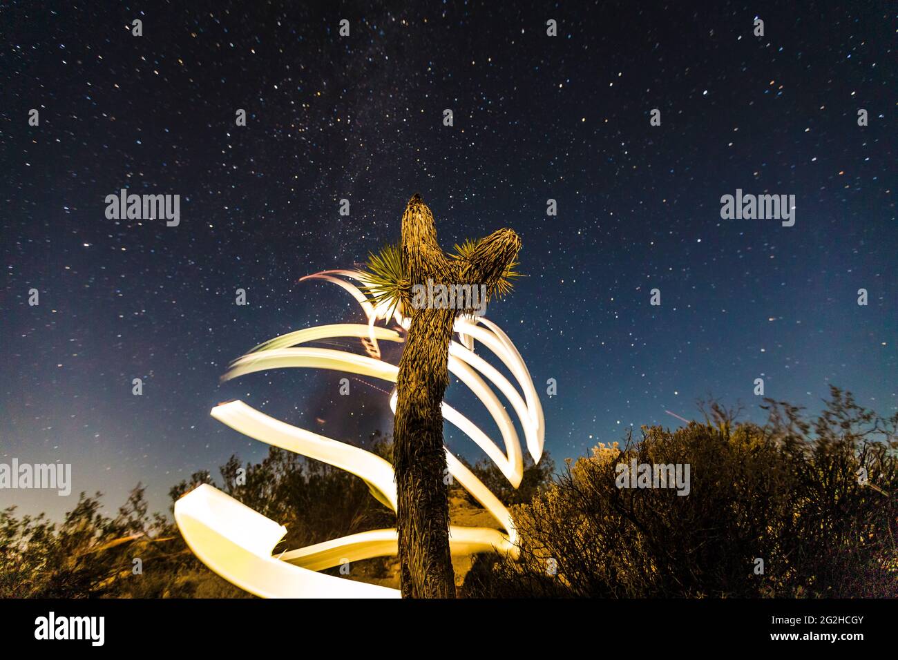 The night sky peppered with thousands of stars over Joshua Tree in ...