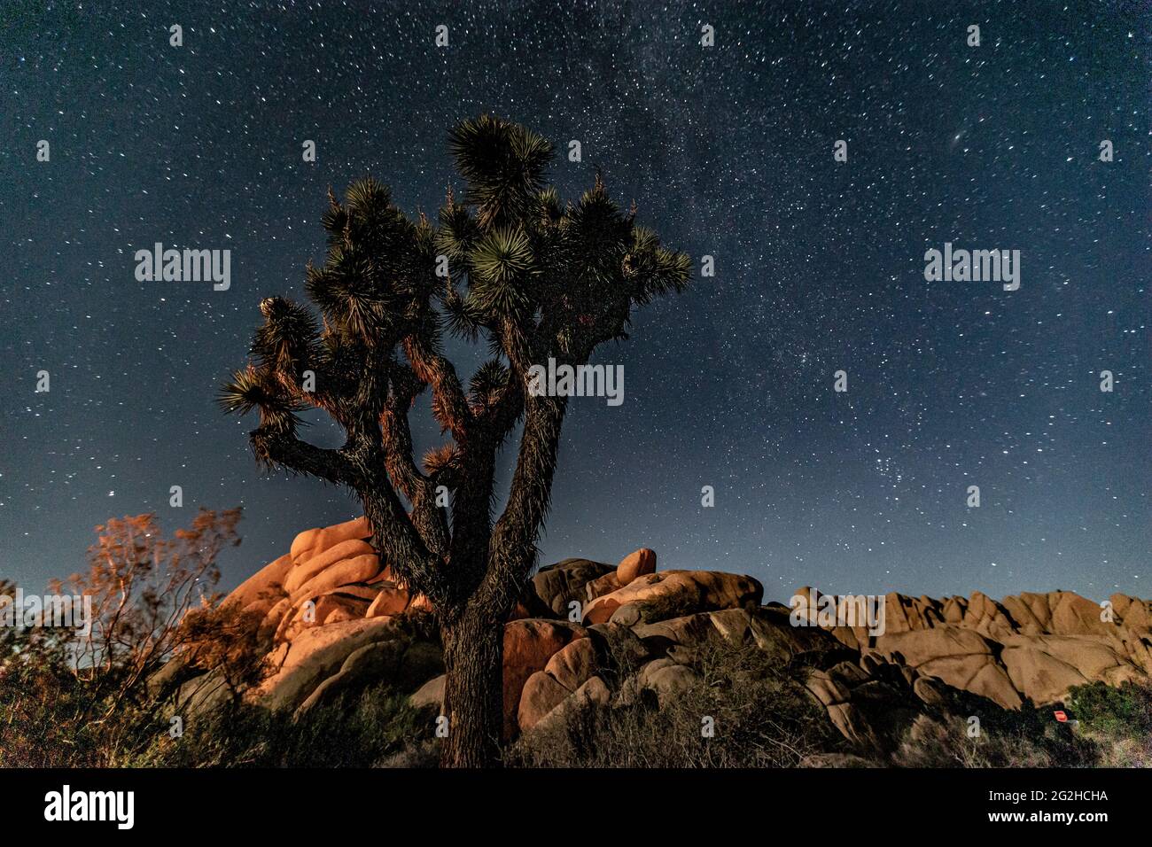 The night sky peppered with thousands of stars over Joshua Tree in ...