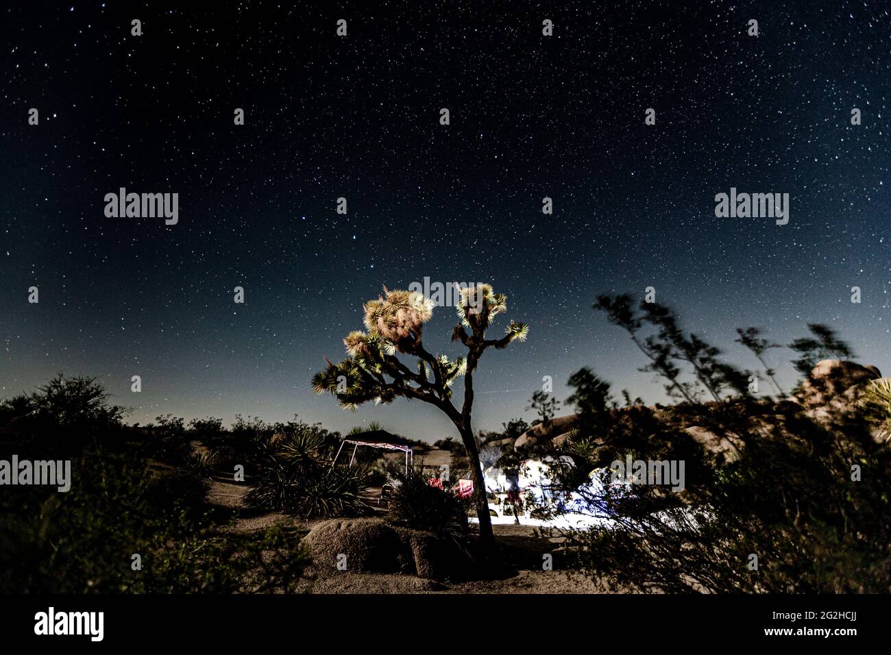 The night sky peppered with thousands of stars over Joshua Tree in ...