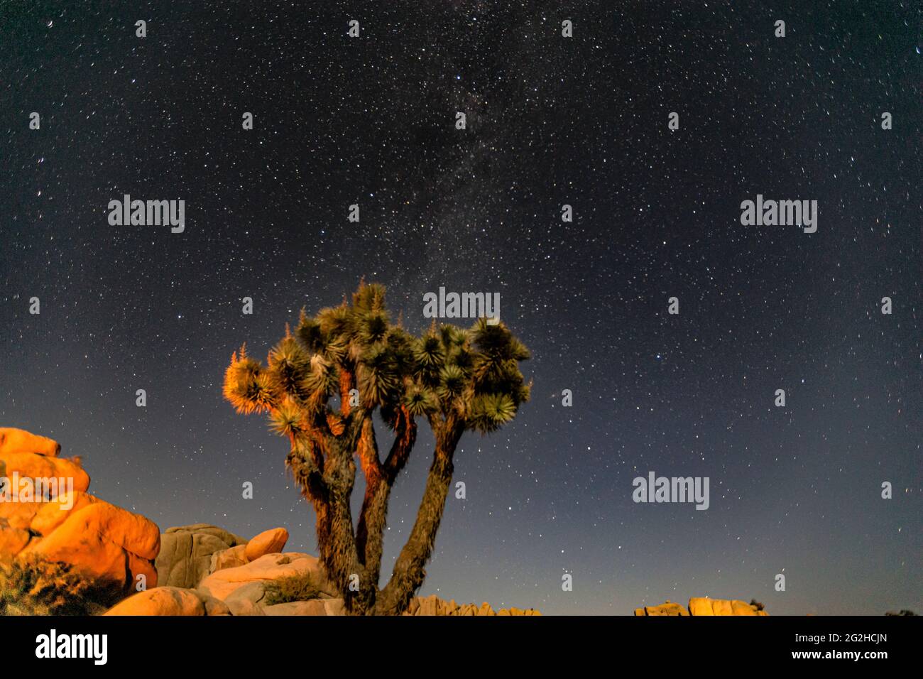 The night sky peppered with thousands of stars over Joshua Tree in ...