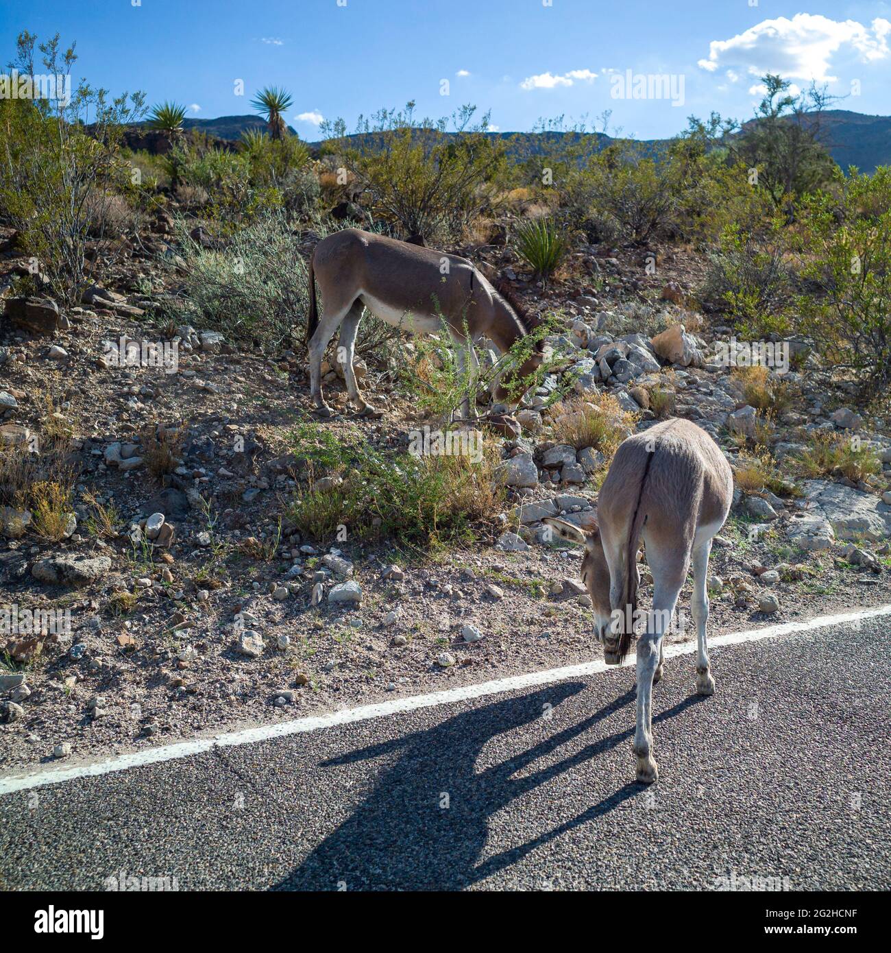 2 donkeys hi-res stock photography and images - Alamy