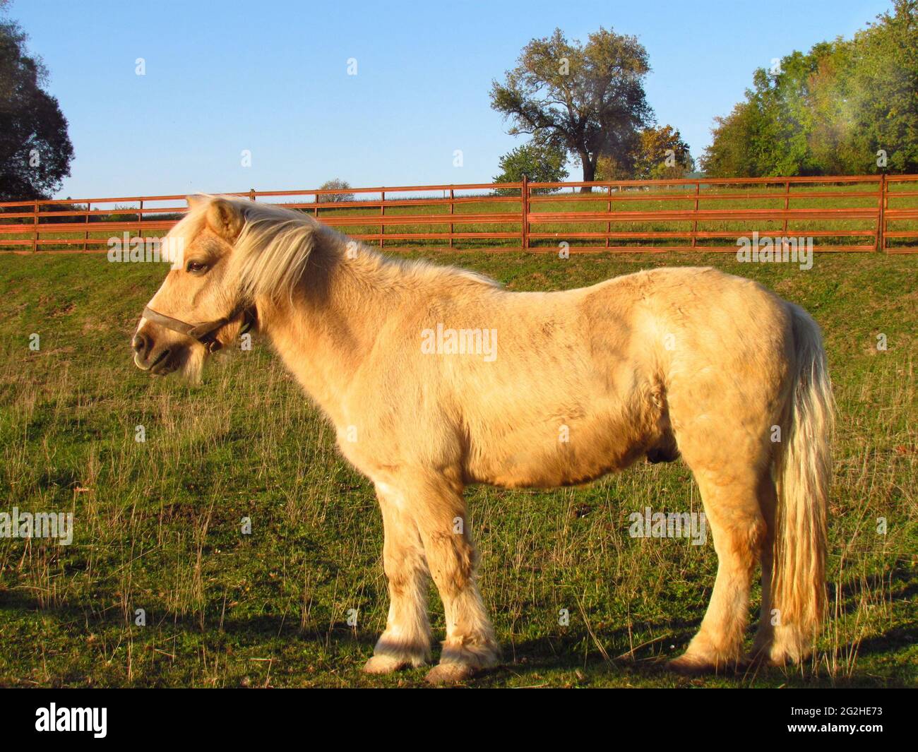 Cute beige pony with a halter standing on a meadow at a fence, calming ...
