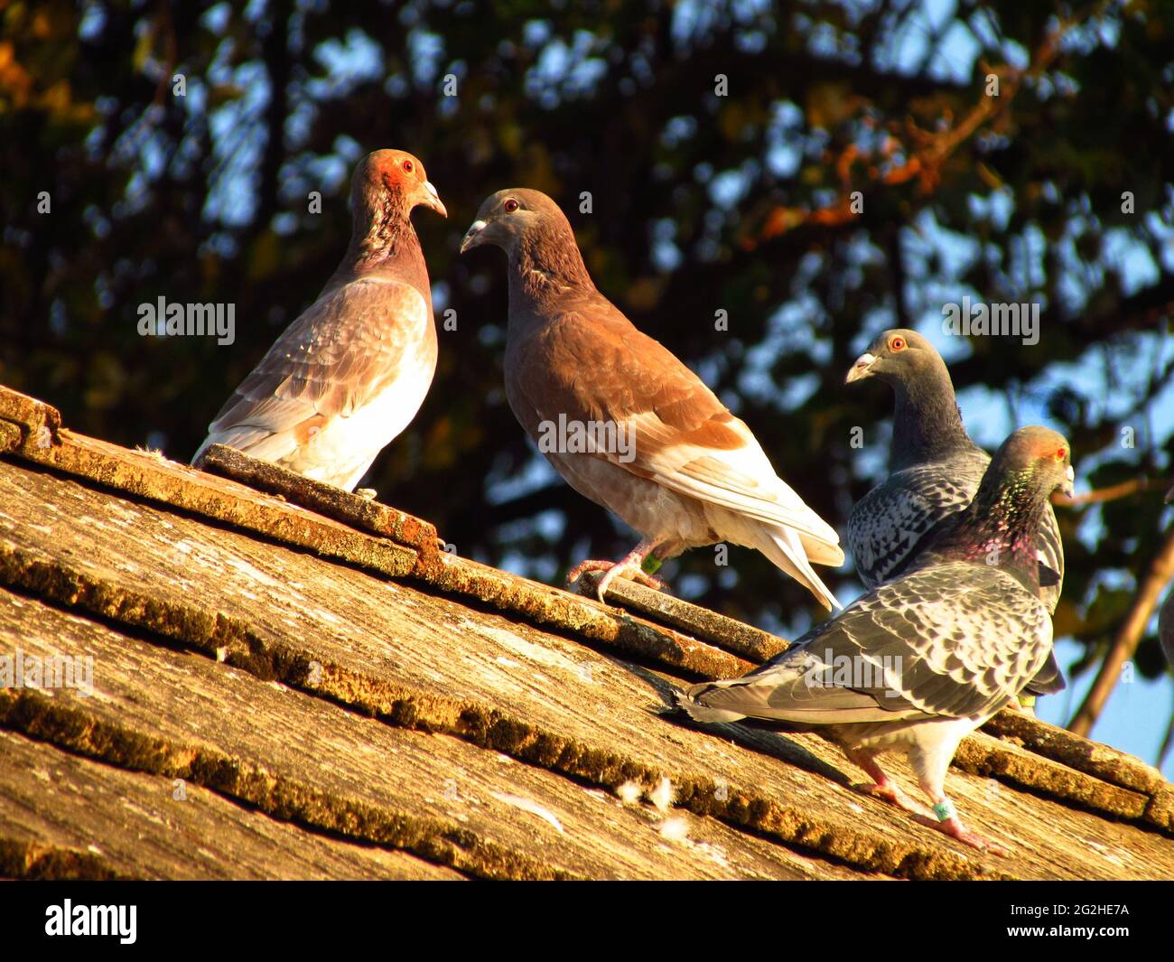 Brown pigeons group on the roof of rural house, pigeon breeding Stock ...