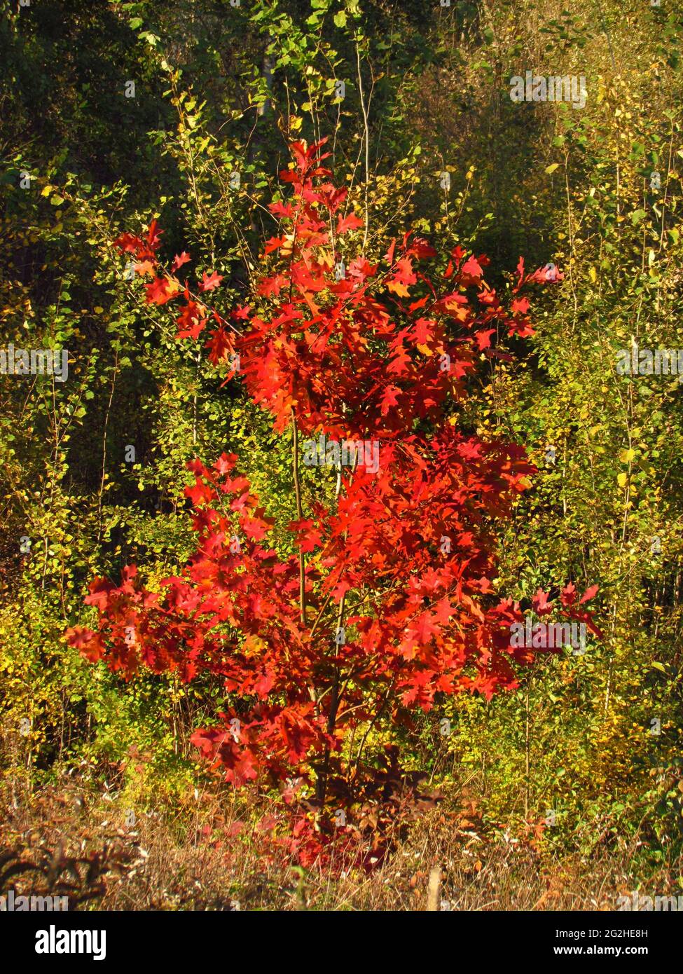 Little red oak tree in green wood, autumn wooden still life, Quercus ...