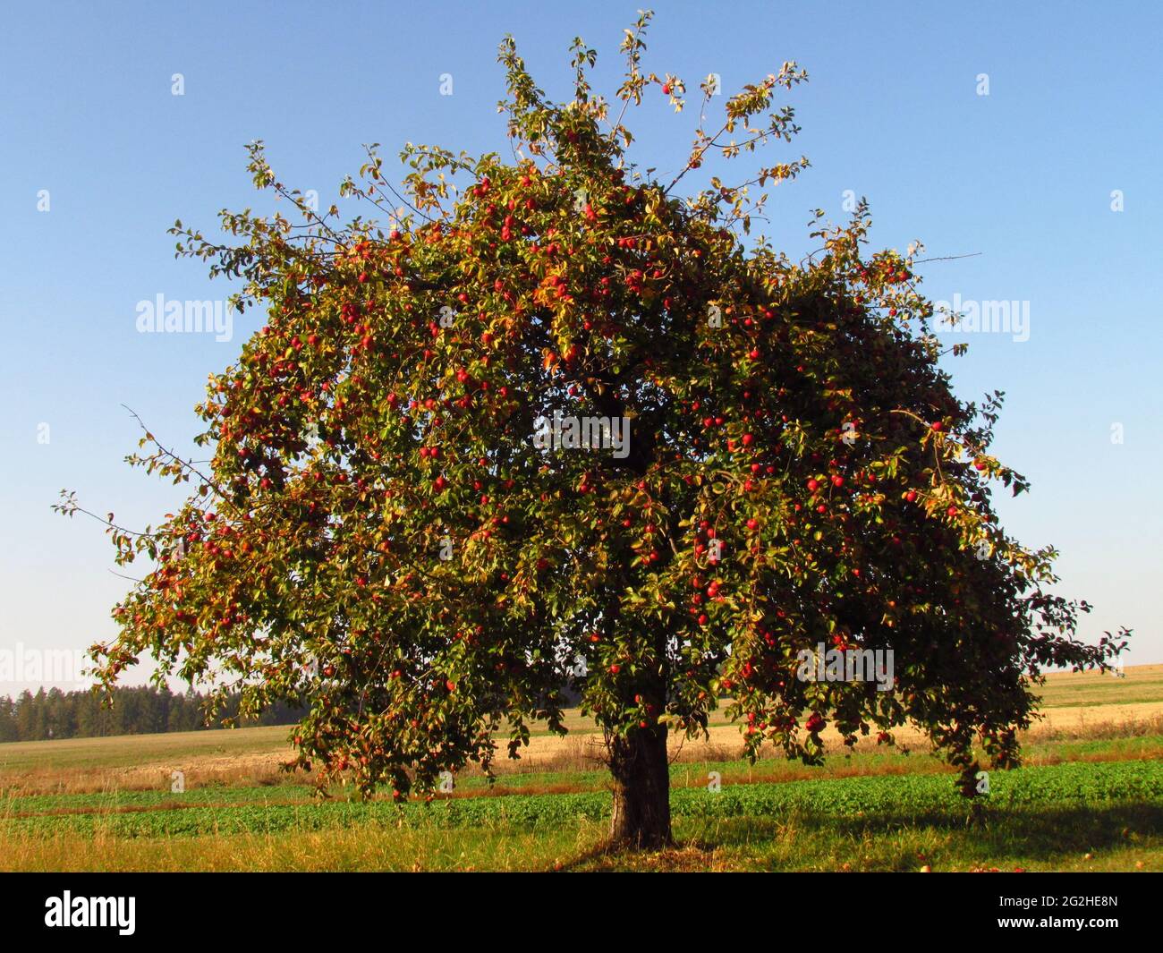 Apple tree on the edge of the field, a large harvest of red apples ...