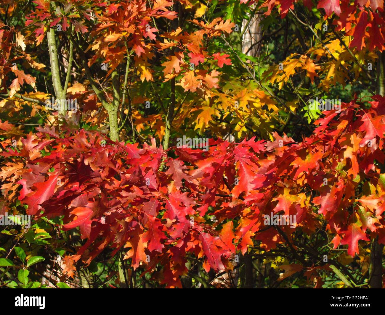 Quercus rubra Beautifully colored autumn leaves of oak, natural texture ...