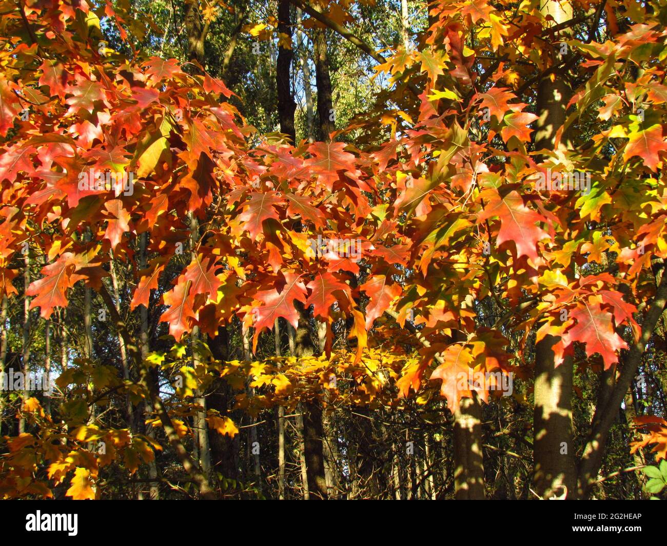 Quercus rubra Beautifully colored autumn leaves of oak, natural texture ...