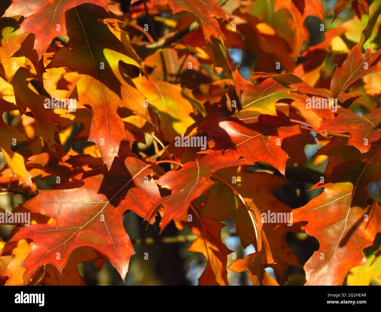 Beautifully colored autumn leaves of oak, Quercus rubra, natural ...