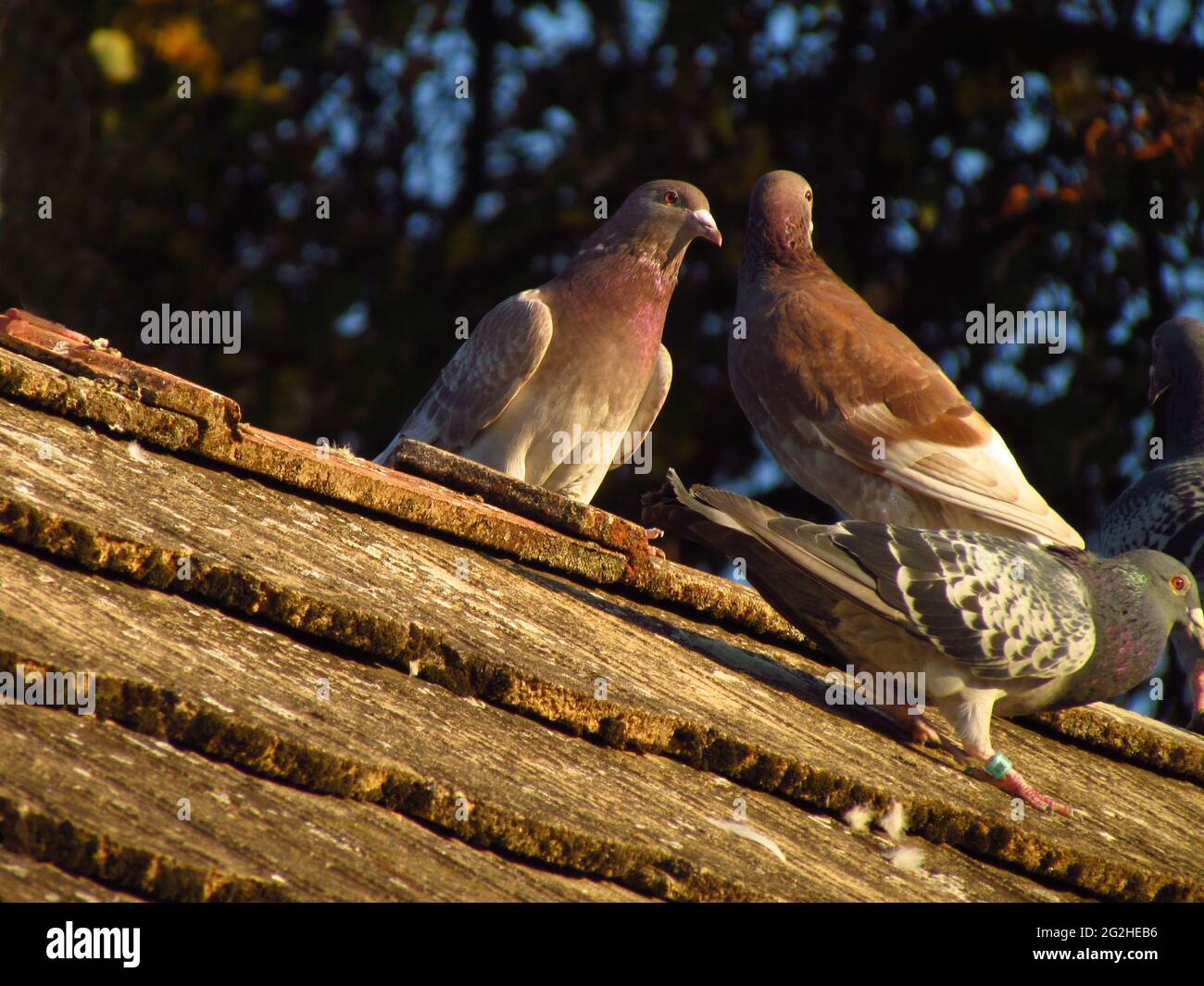 House pigeon hi-res stock photography and images - Alamy