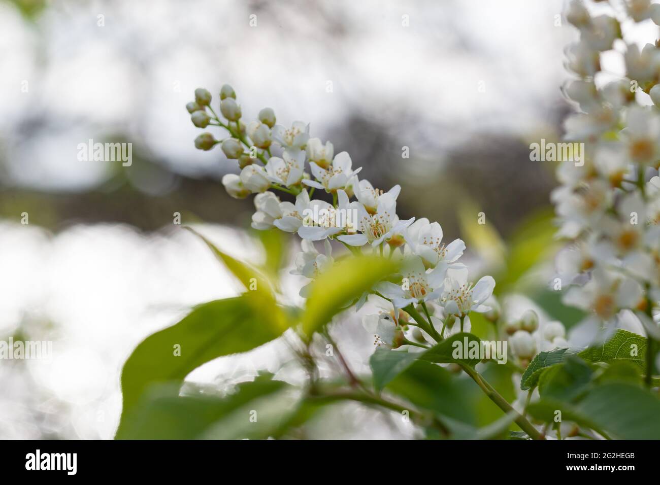 Lots of branches with flowering stalks, used as background or texture ...
