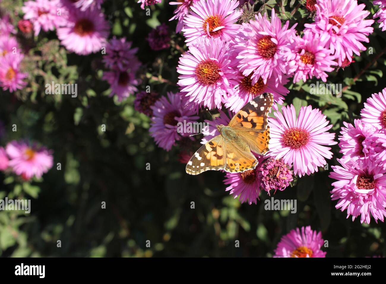 Violet aster flower hi-res stock photography and images - Alamy